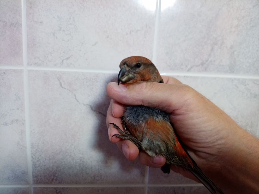 Клест сосновик