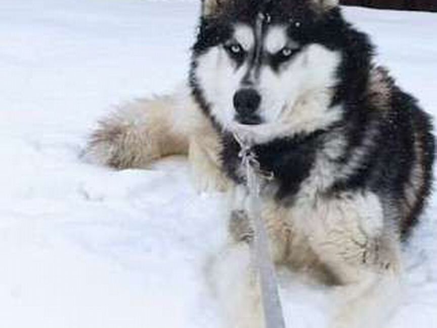 Сибирский хаски ищет новый дом