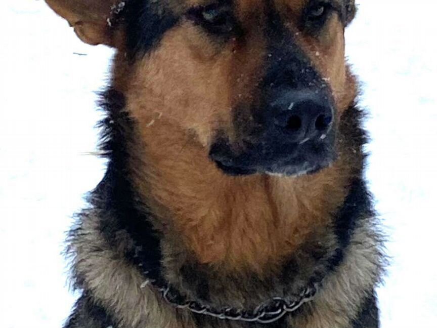 Буран, верный пес в поисках дома