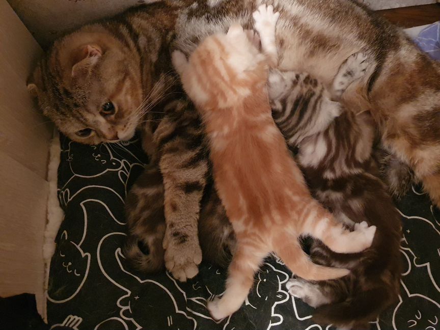 Шотландские котята