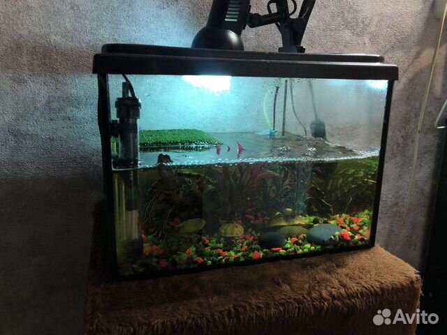 Черепахи с аквариумом(быстрым торг)