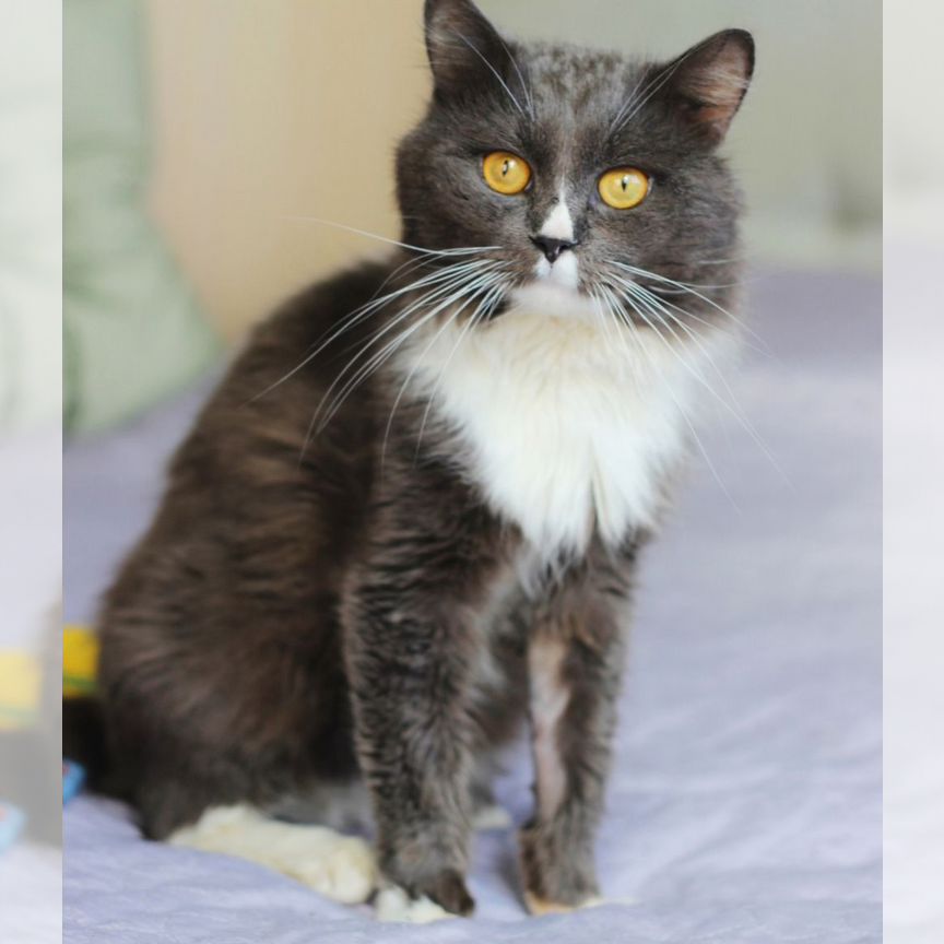 Котик Дымок