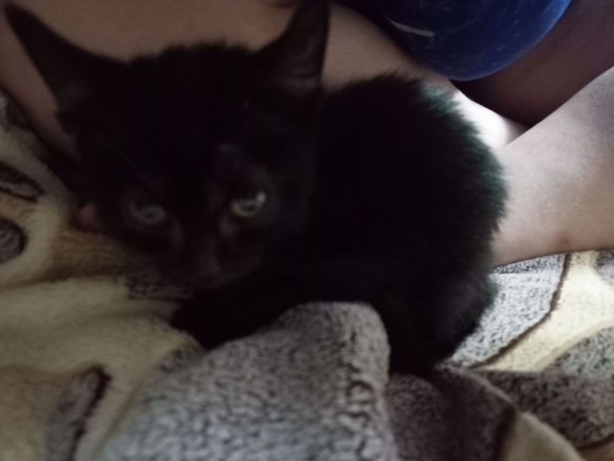 Кошка