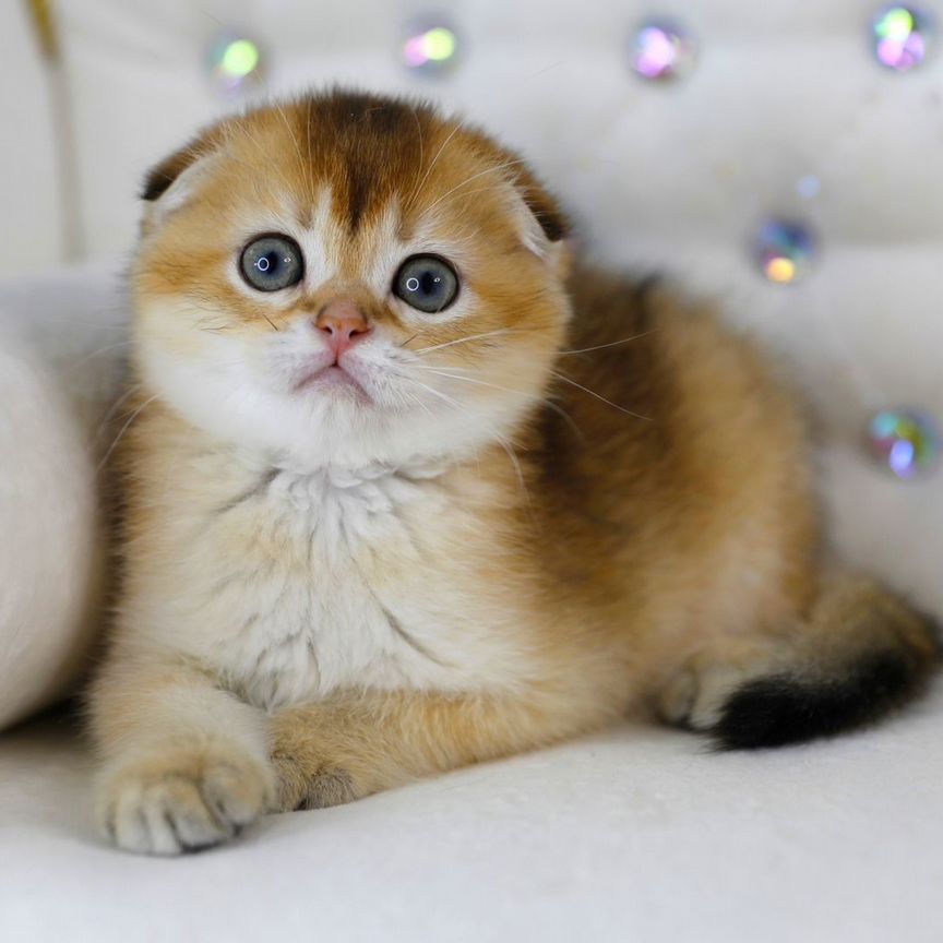 Шотландский вислоухий короткошёрстный котёнок