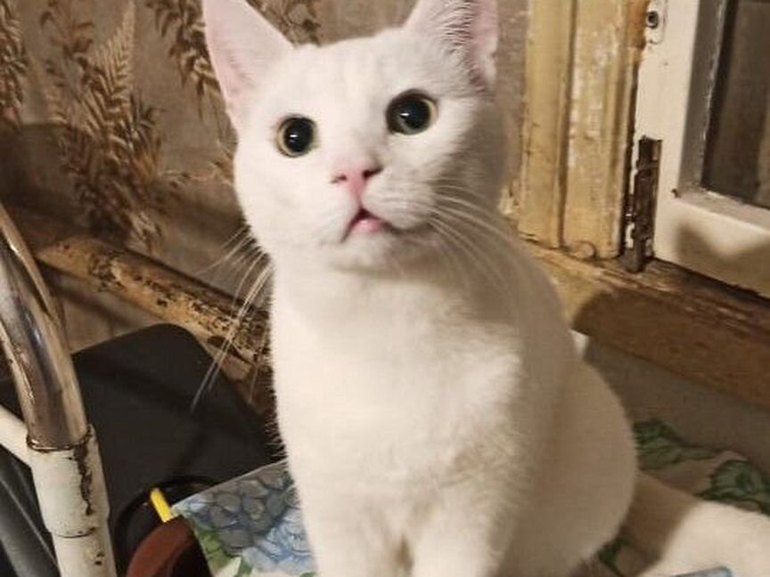 Котик Марс в заботливые руки