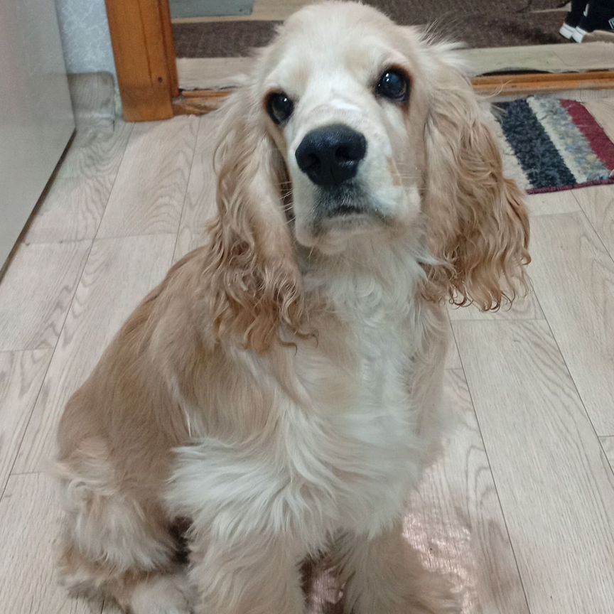 Английский кокер-спаниель, щенок