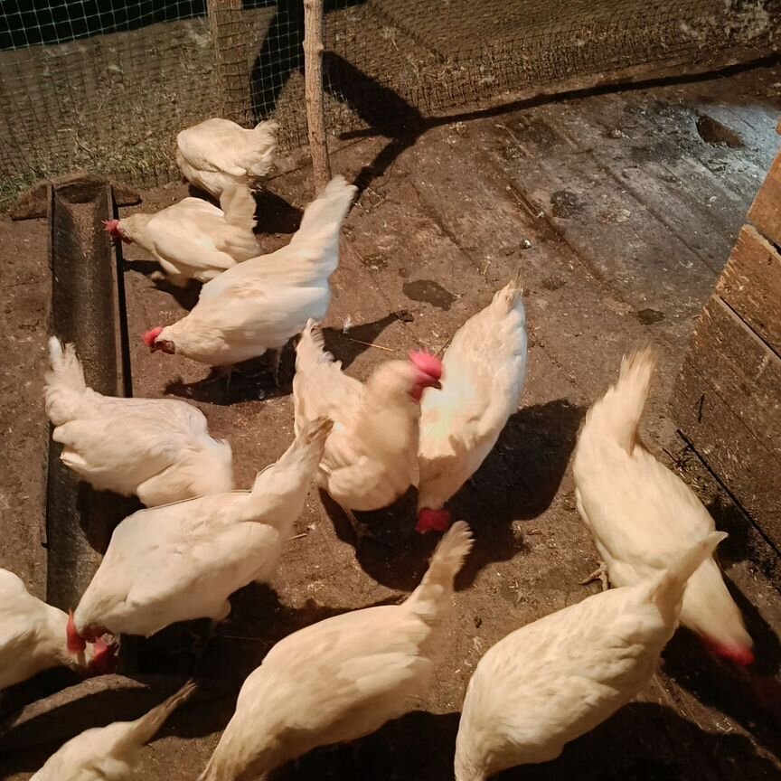 Куры несушки продам