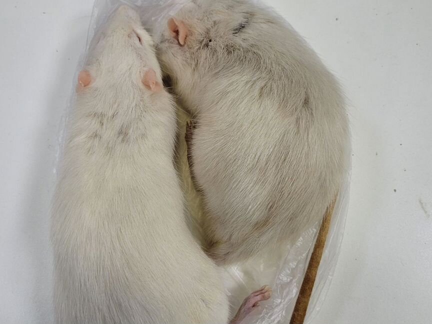 Крысы заморозка взрослая