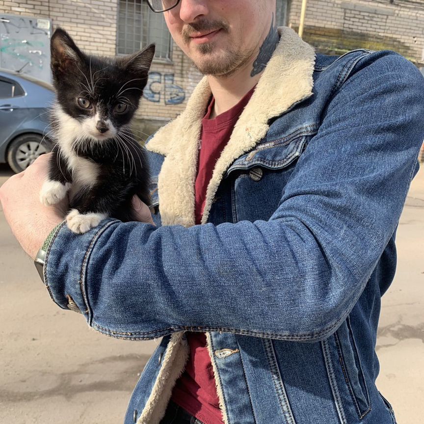 Отдам котёнка ответственные руки )