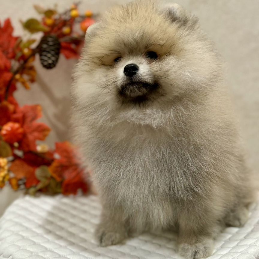 Шпиц малый щенок