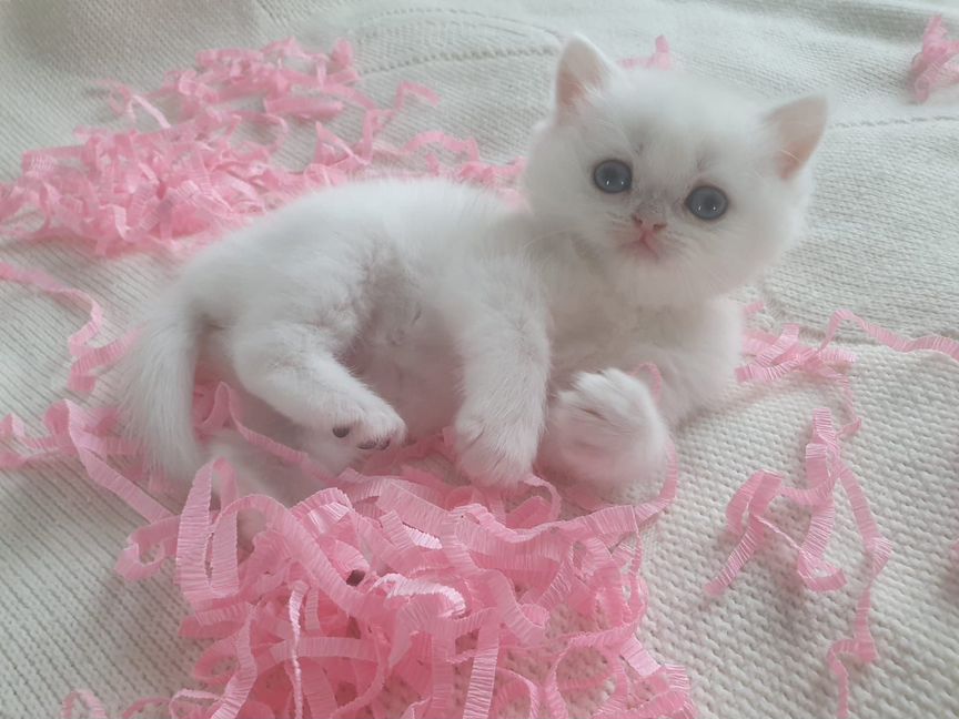 Котята британской шиншиллы