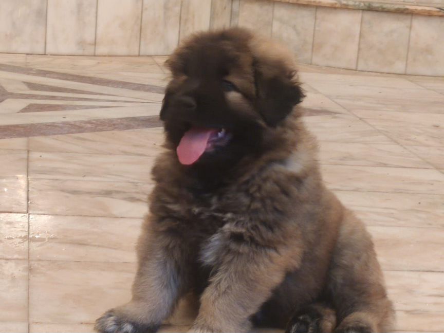 Щенки кавказской овчарки