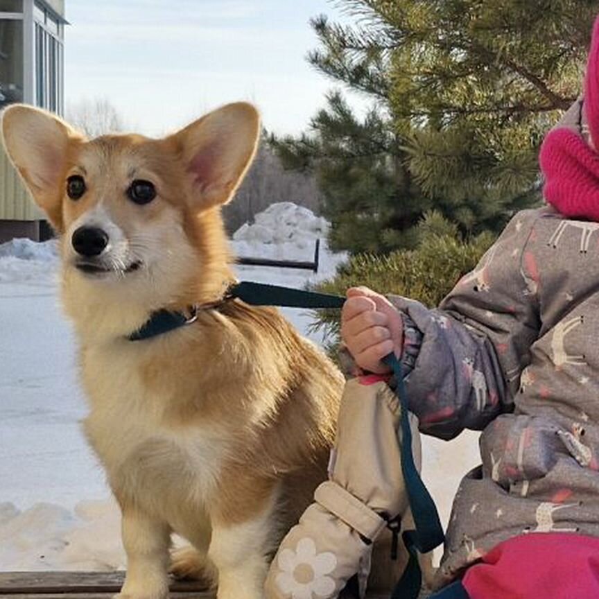 Вельш Корги Пемброк, щенок