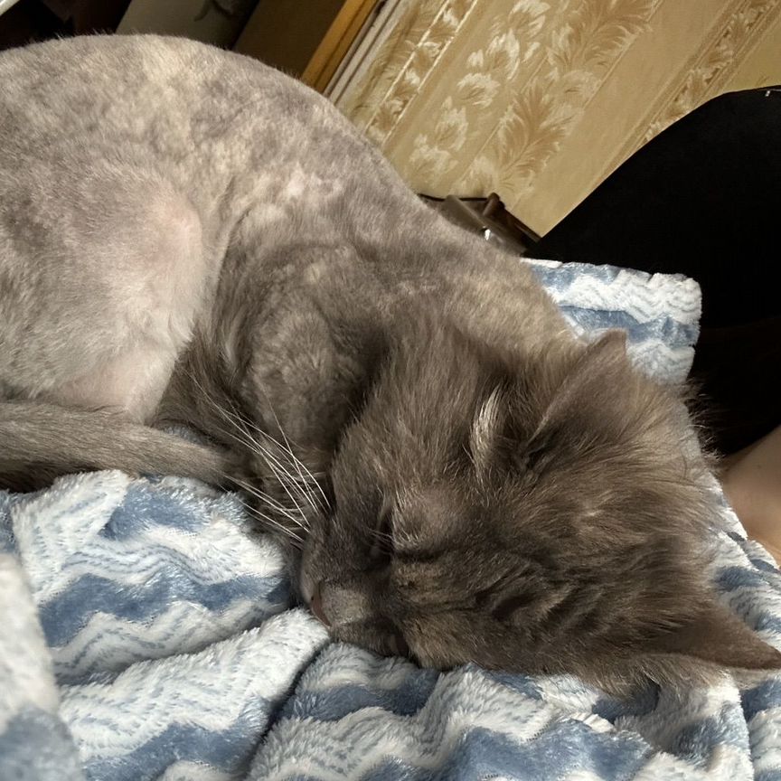 Кошки в добрые руки бесплатно