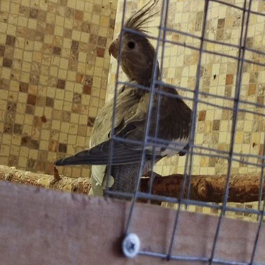 Попугай корелла птенец