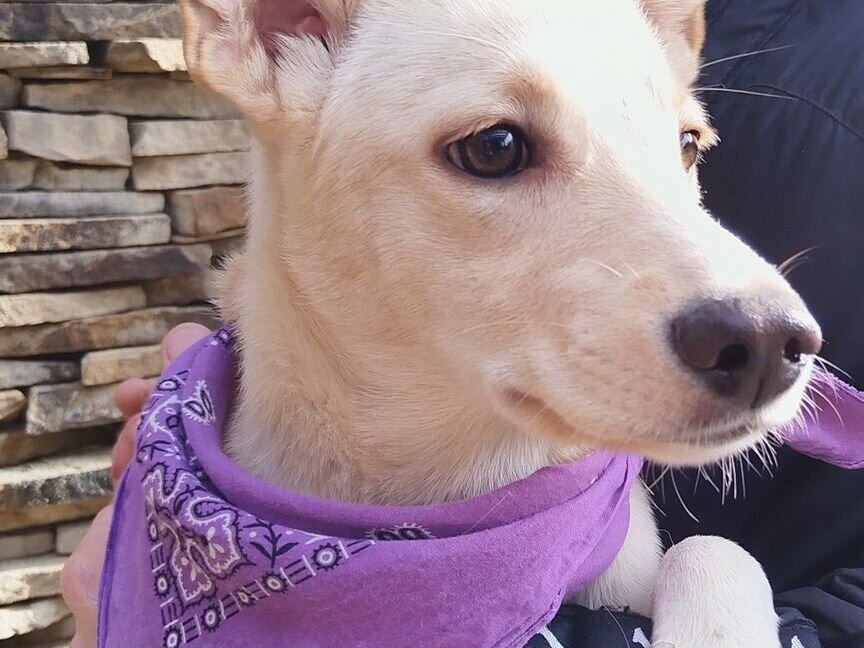 Маленький ушастый щенок