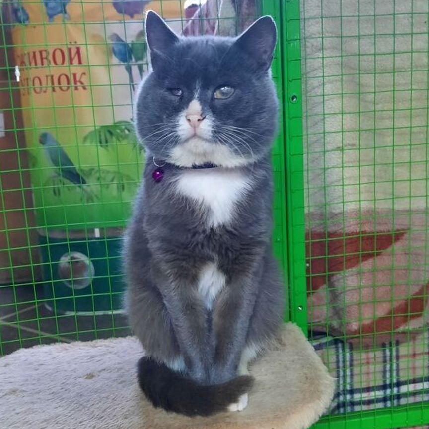 Взрослый кот в добрые руки