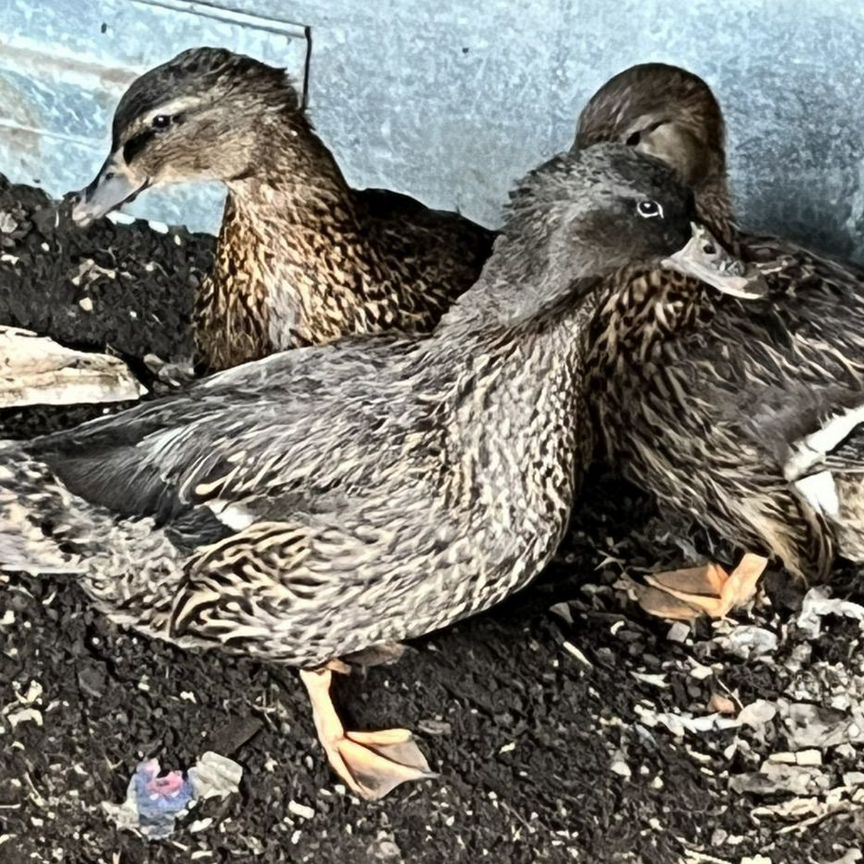 Подсадные утки