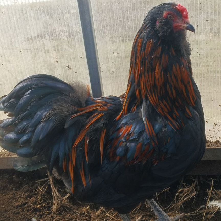 Молодой петух Амеруакана