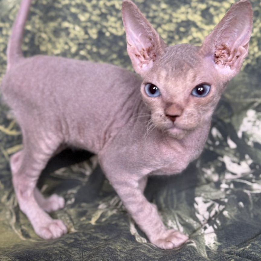 Канадский сфинкс котёнок