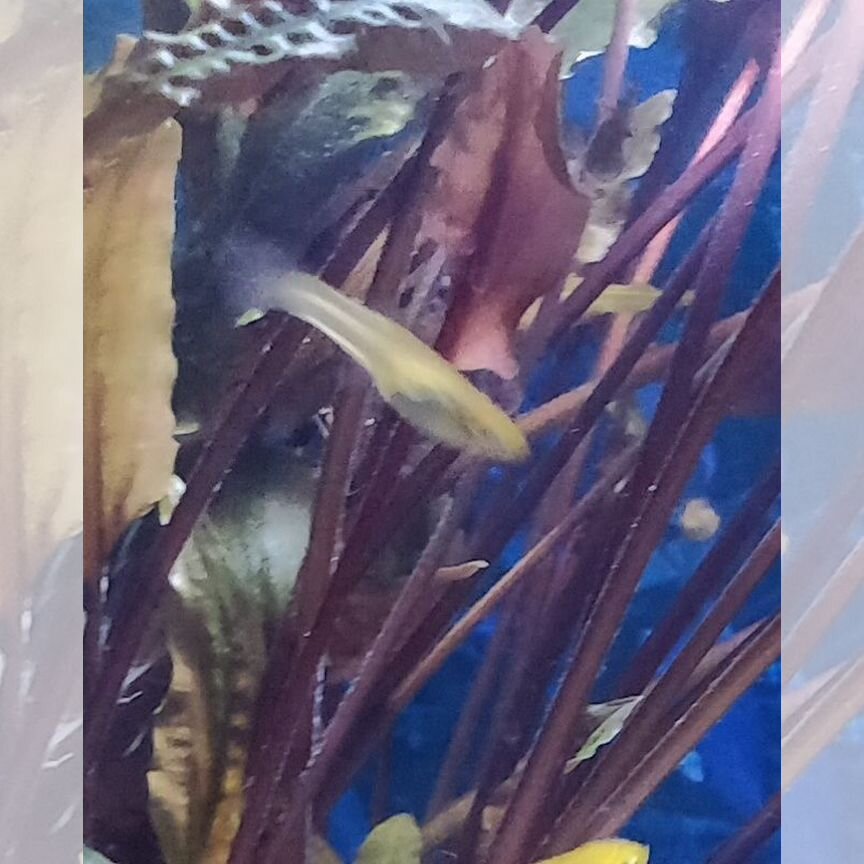 Гуппи самки