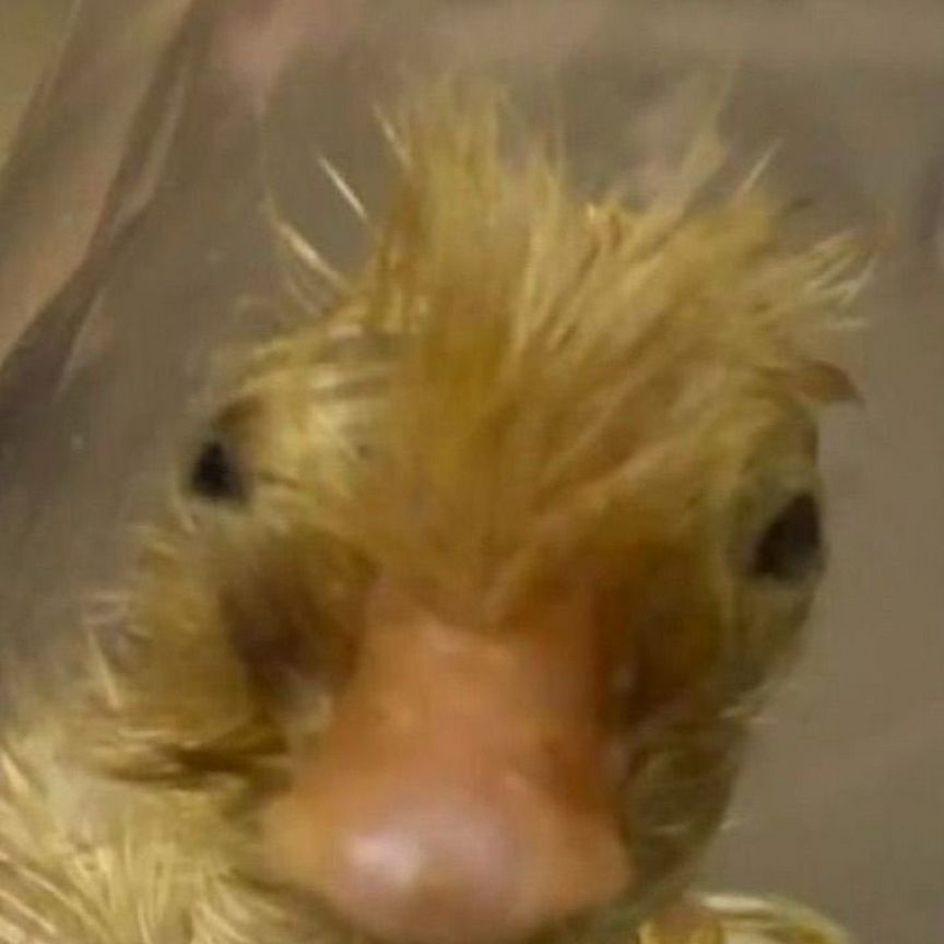 Утята индоутки