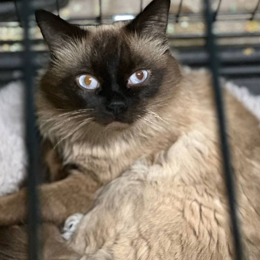 Котик сиам ласковый в добрые руки