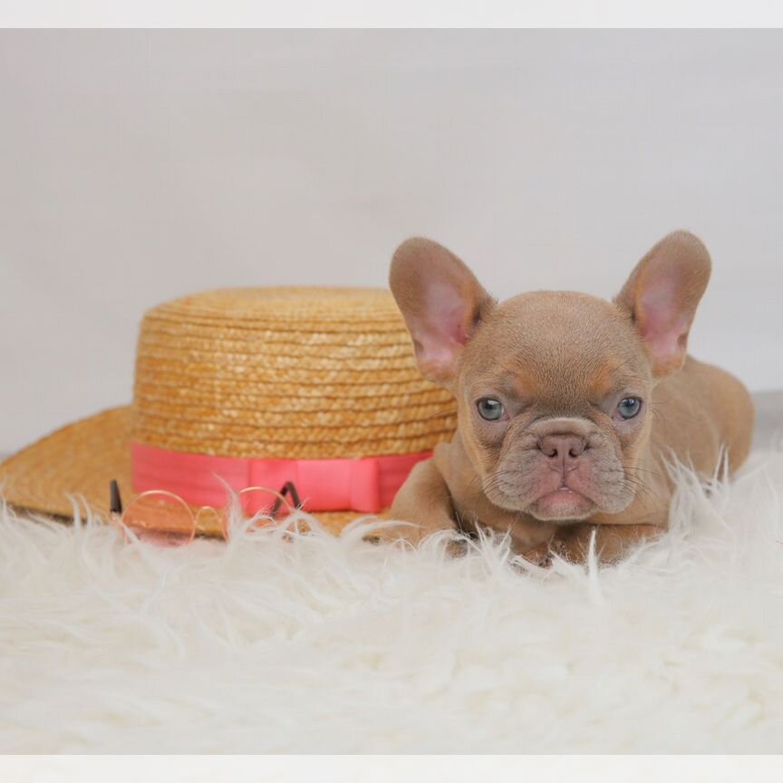 Французский бульдог, щенок