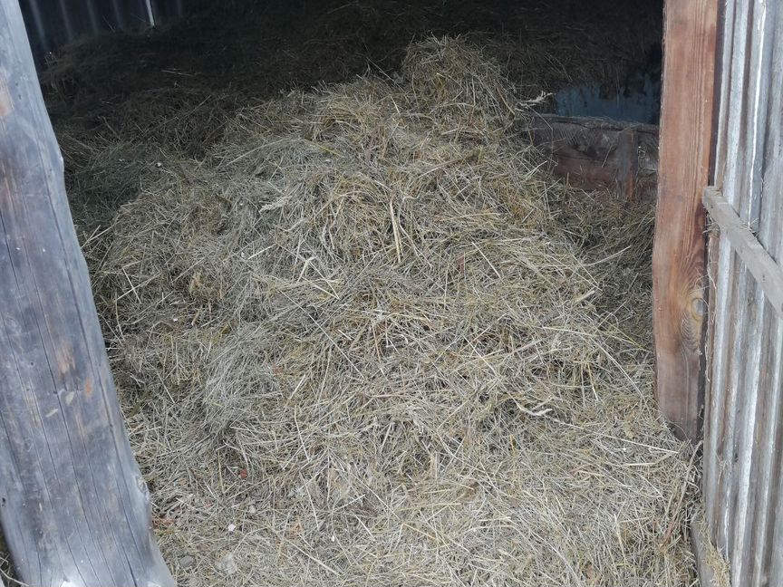 Отдам сено бесплатно, самовывоз