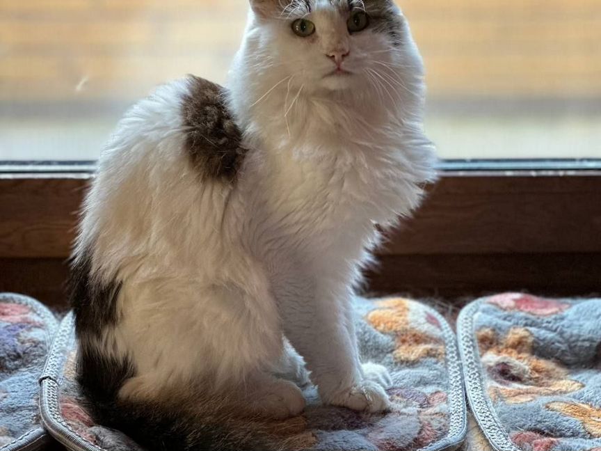Котик ищет дом