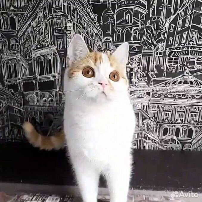Шотландская молодая кошечка