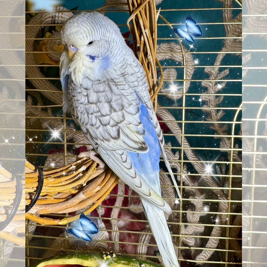 Выставочный волнистый попугай ввп Чех