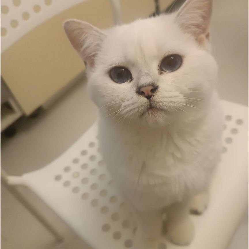 Британский короткошёрстный котёнок