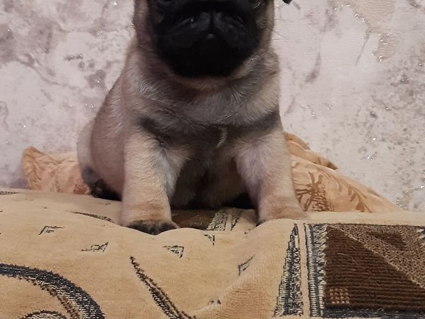 Мопсик щенок мальчик