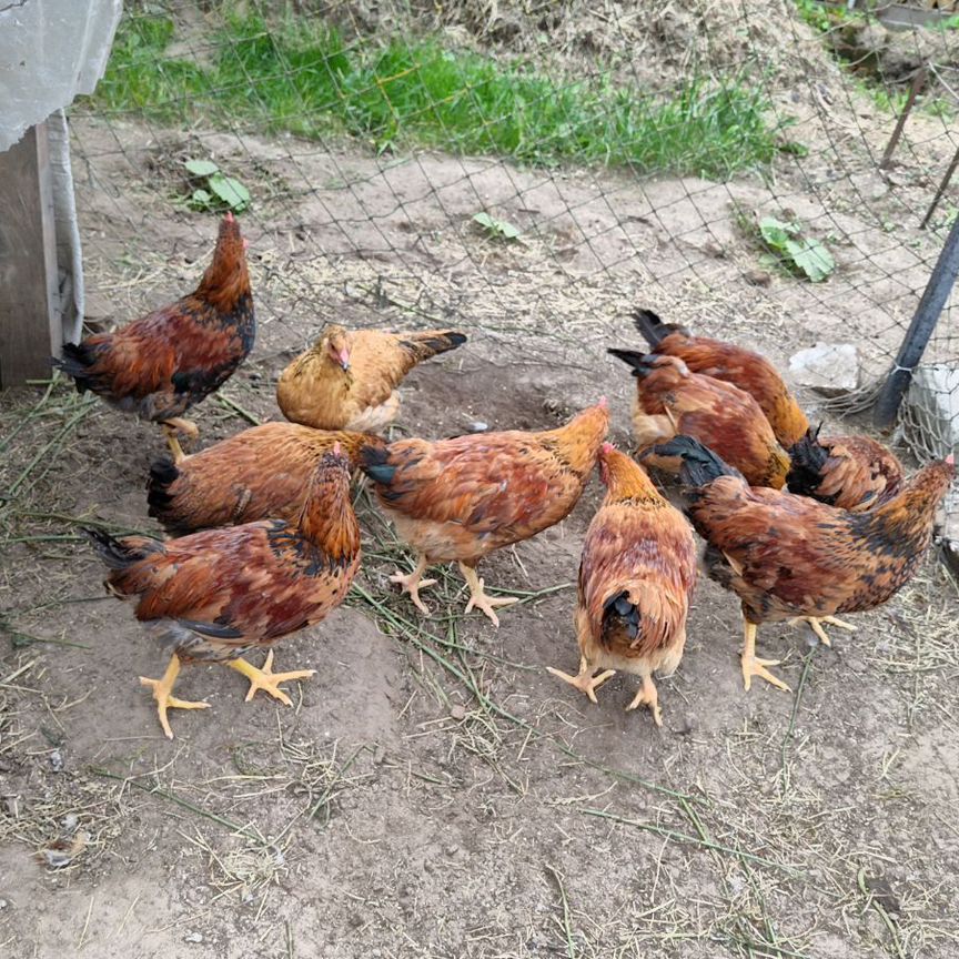 Молодые петухи кучинские