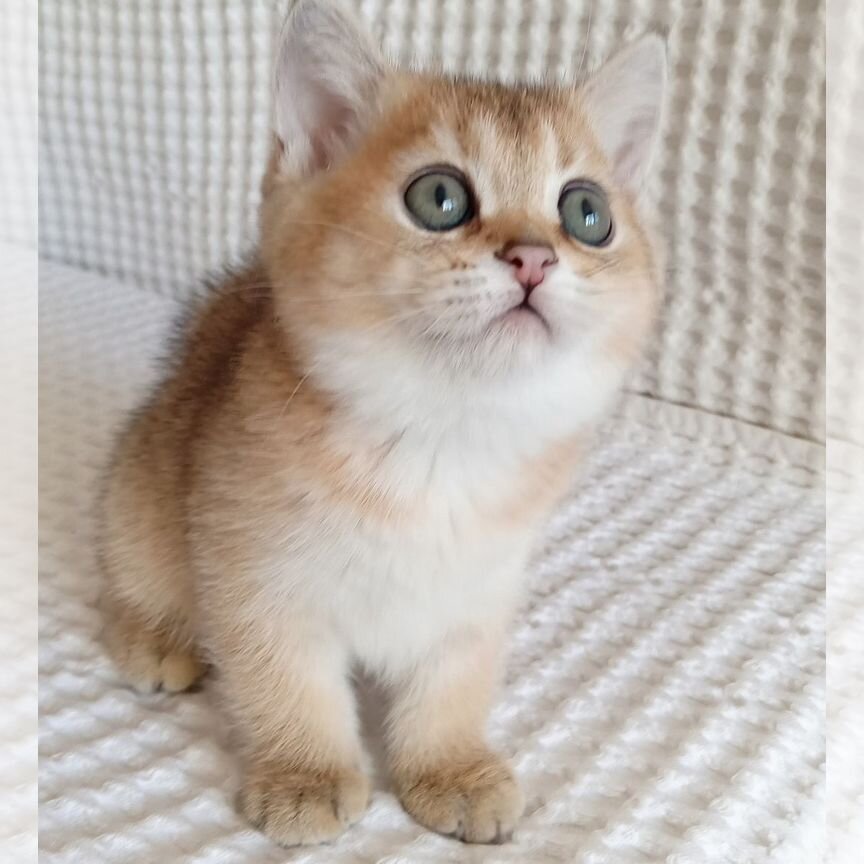 Шотландский прямоухий короткошёрстный котёнок