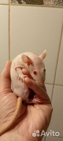 Декоративные крысята