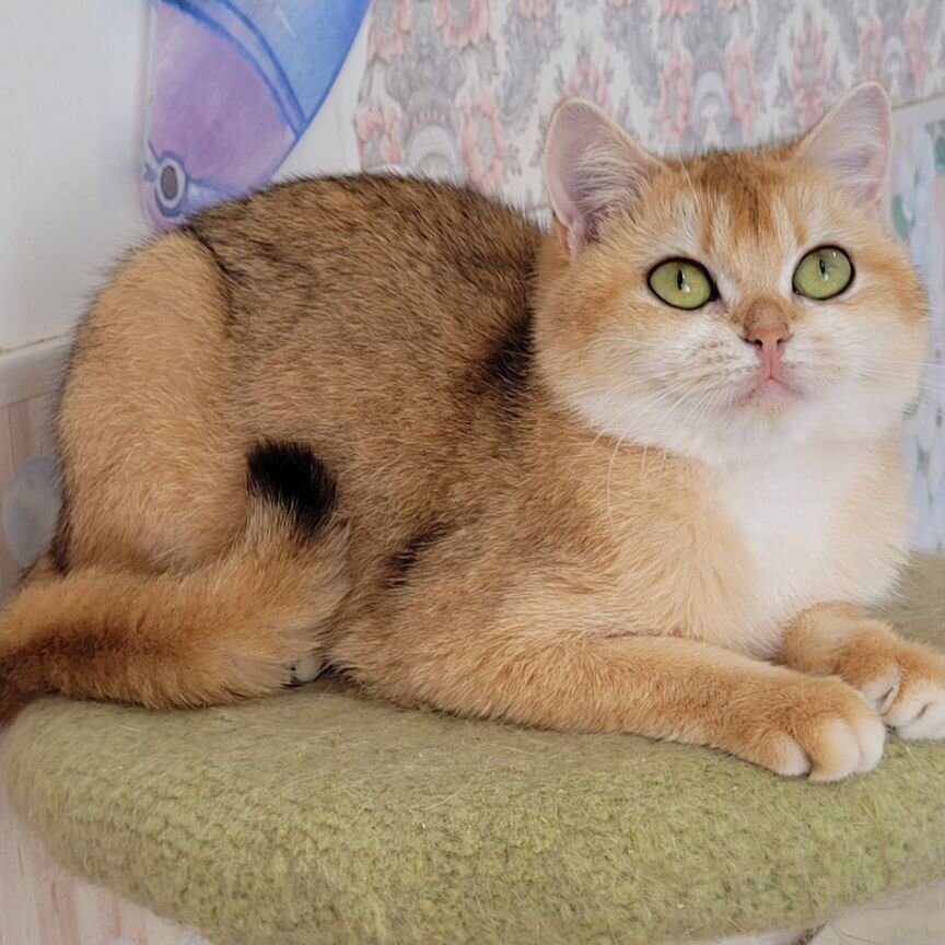 Кошечка золотая шиншилла