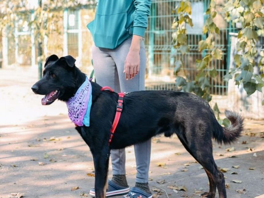 Собака в добрые руки