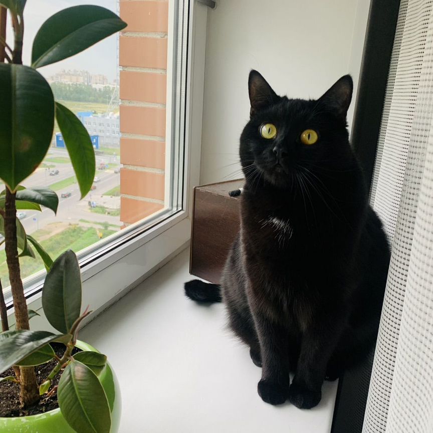 Черная кошка