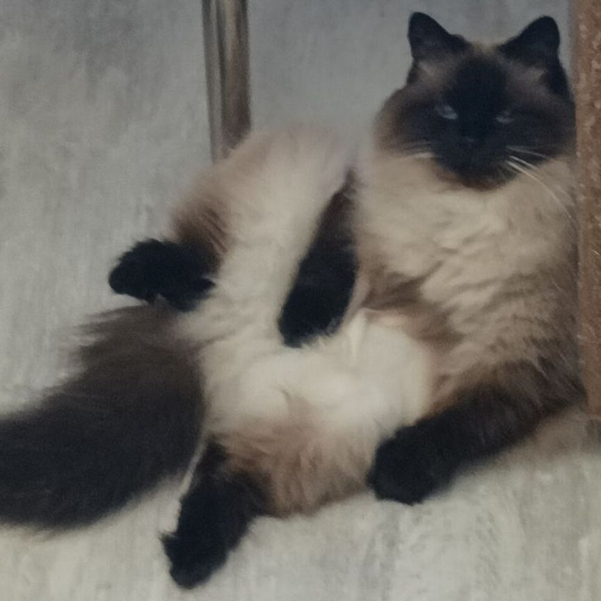 Кошечку Ласку в добрые руки
