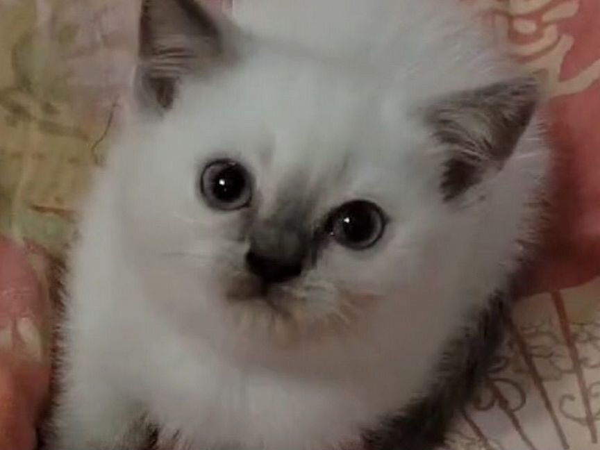 Котёнок шотландский
