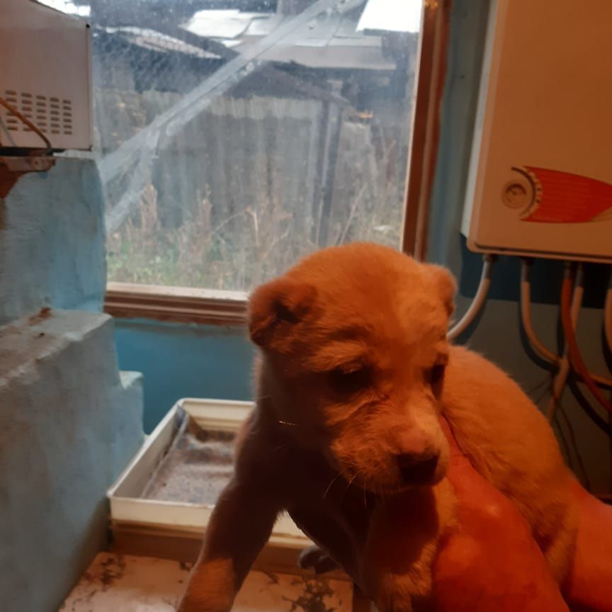 Продадим щенков Алабай,родились 22.09.24