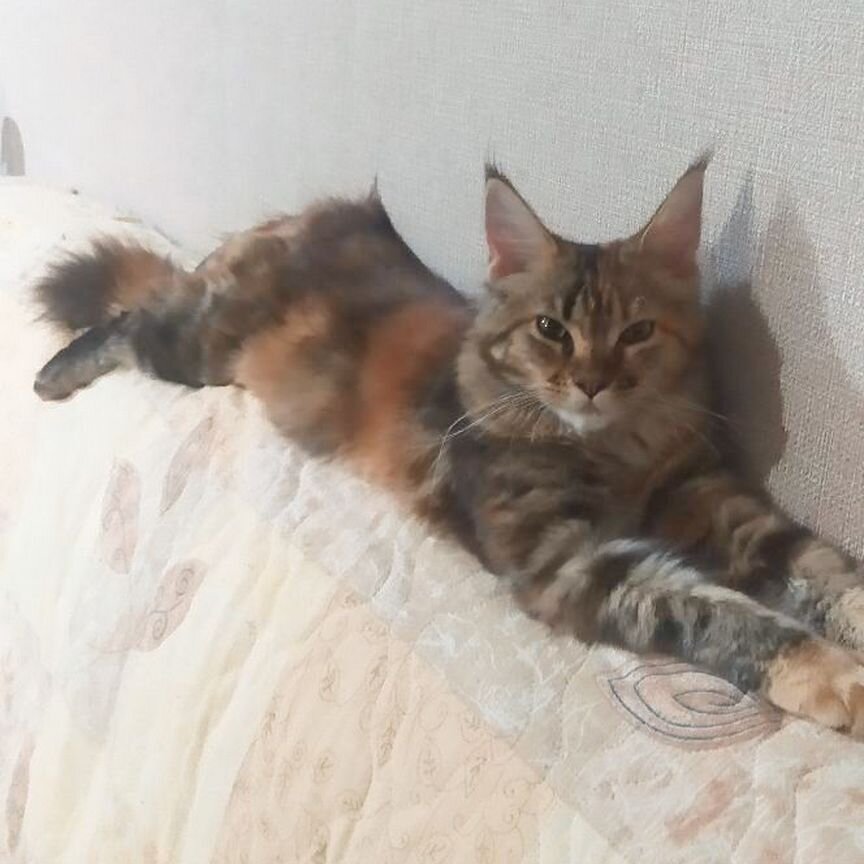 Продам кошечку