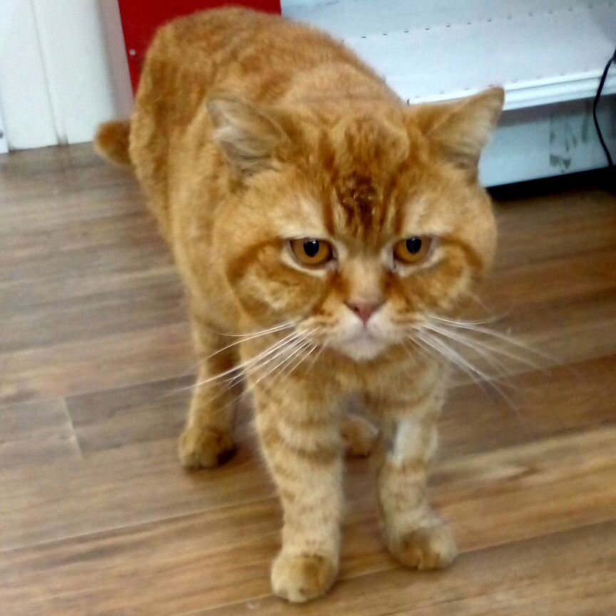 Котик в добрые руки
