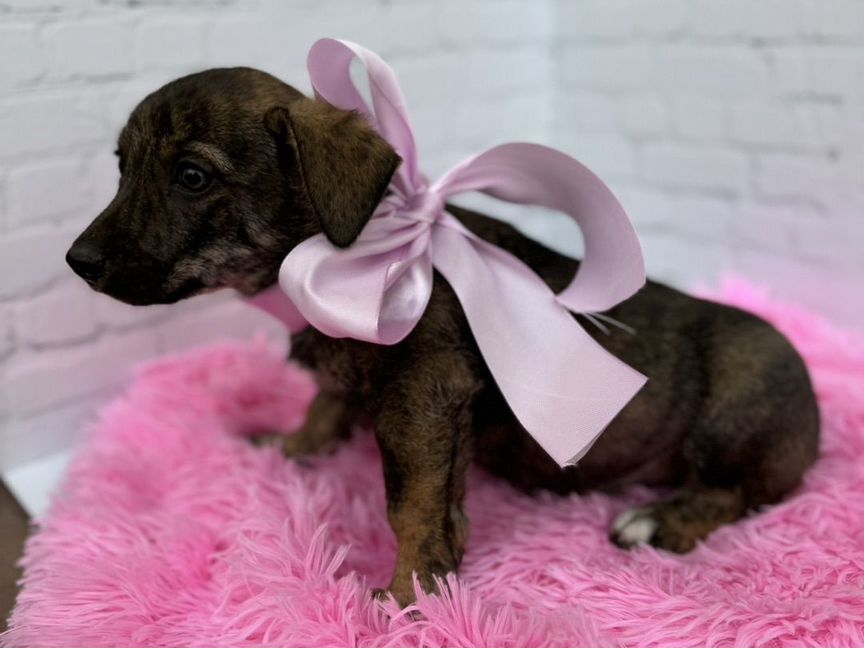 Щенки в добрые руки