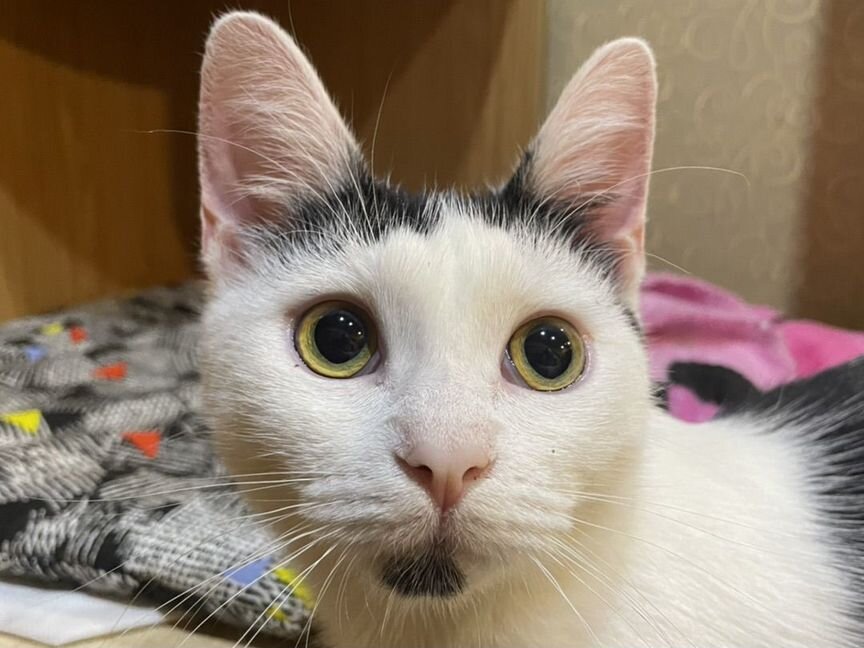 Японский бобтейл