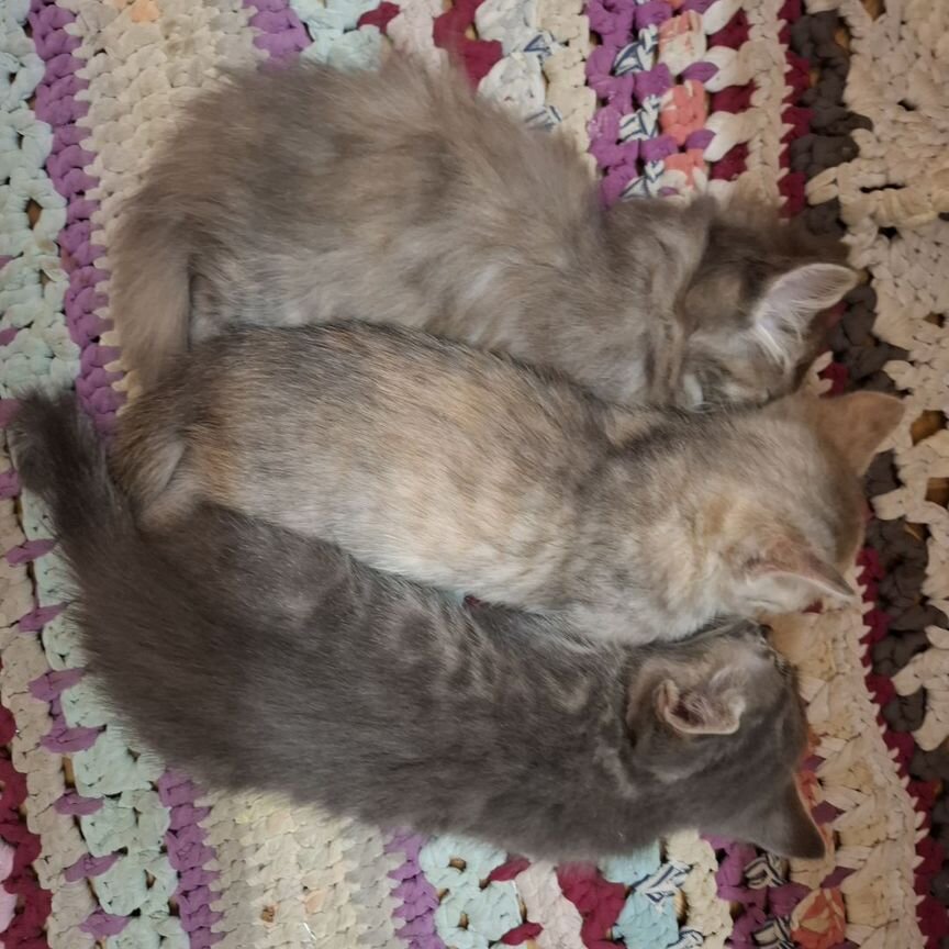 Котята в добрые руки
