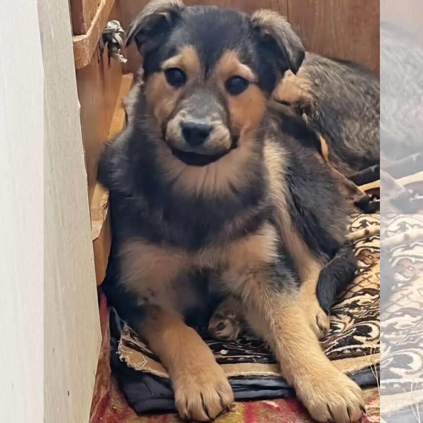 Щенок в добрые руки