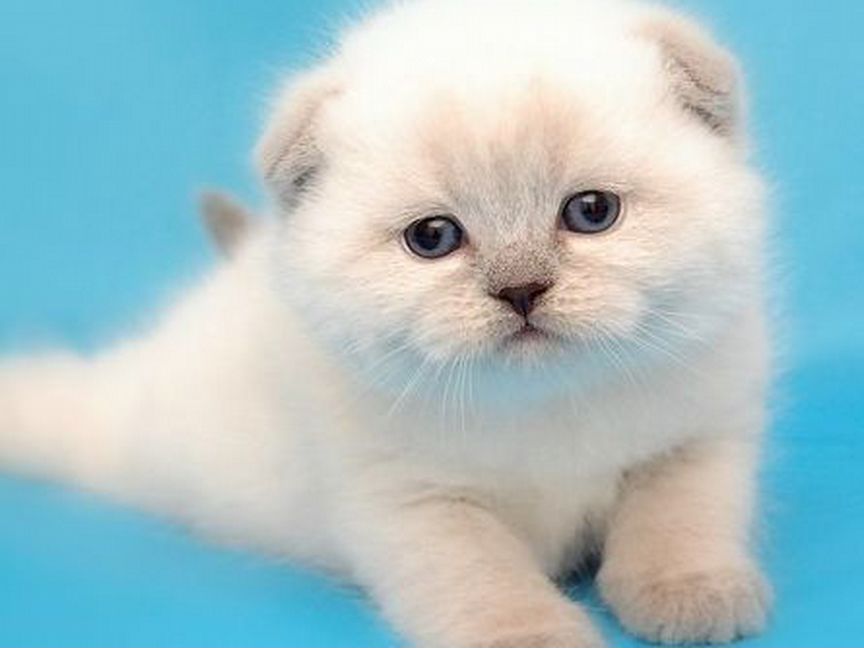 Шотландцы Эксклюзивного окраса